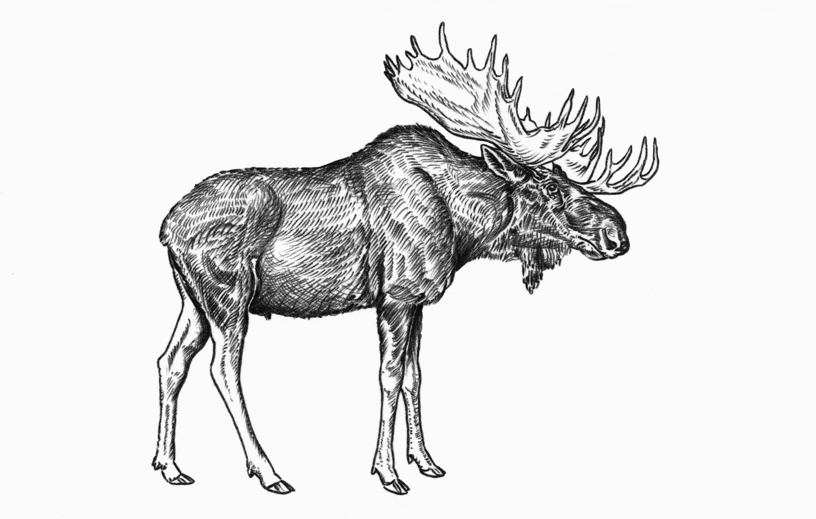 WRC Illustration & Design Blog: February 2011