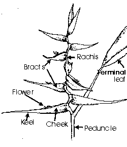 Heliconias... Heliconias... Heliconias: Anatomy of Inflorescence