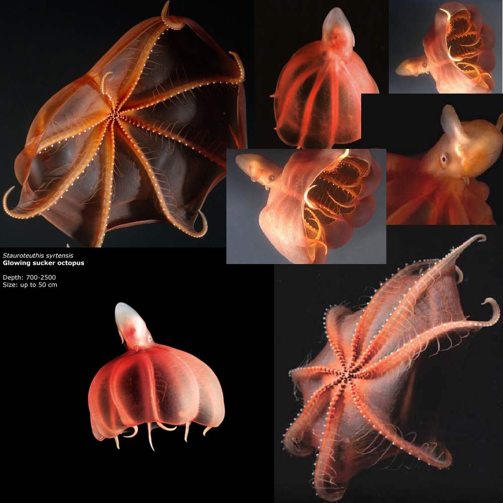 "This is a way of life!": Awesome Sucker octopus!