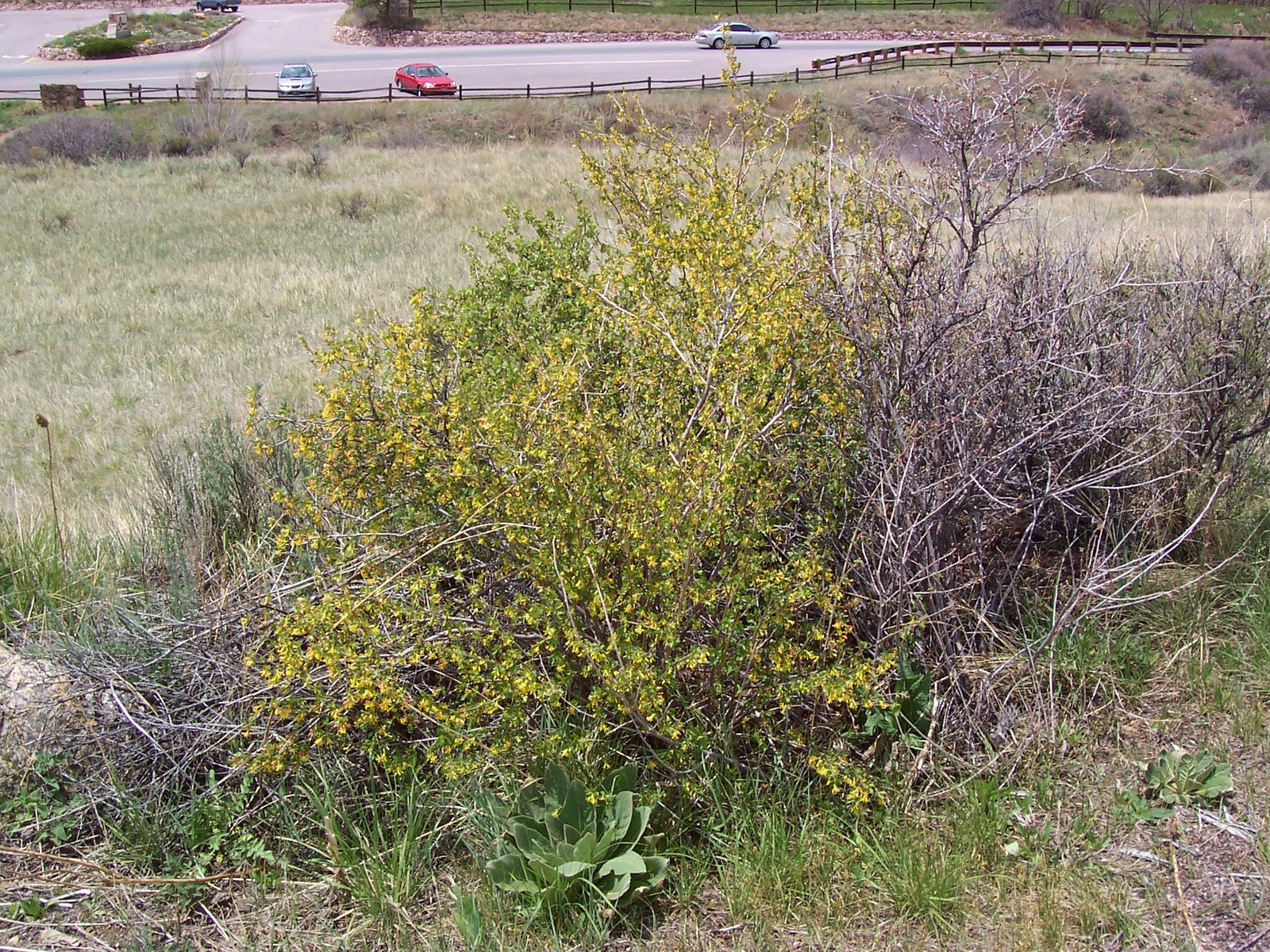 Colorado Flora: Golden currant