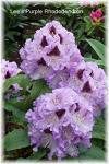 nepal & tourism: RHODODENDRON(LALIGURASH) IN NEPAL