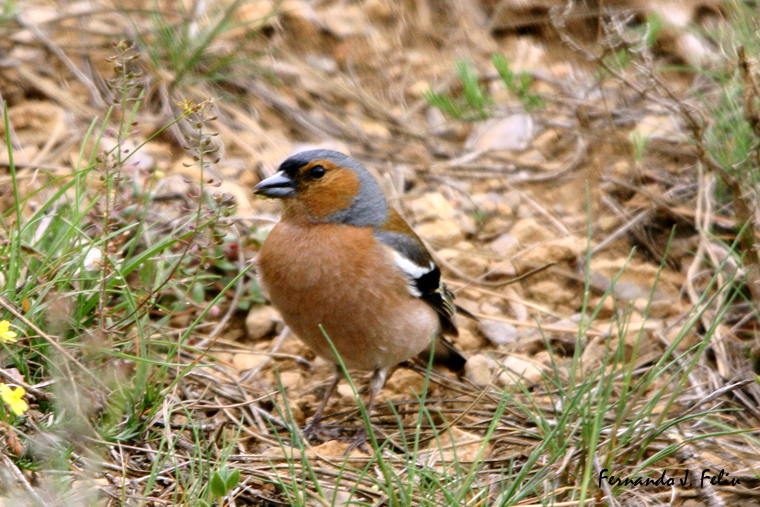 NATURALEZA Y MEDIO RURAL: PINZÓN VULGAR. Fringilla coelebs.