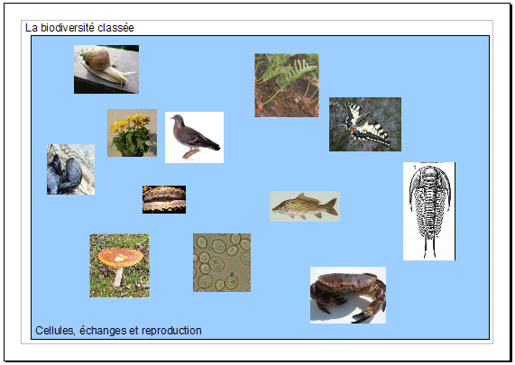CATI: LES ÊTRES VIVANTS