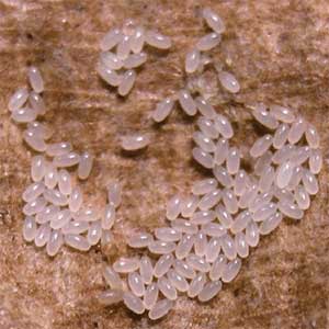 BLOG INFORMAÇÃO ATUAL: VOCÊ SABE O QUE É Bicho de pé?