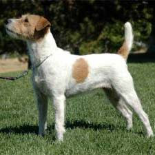 Animal Picture: Parson Russell Terrier Dog
