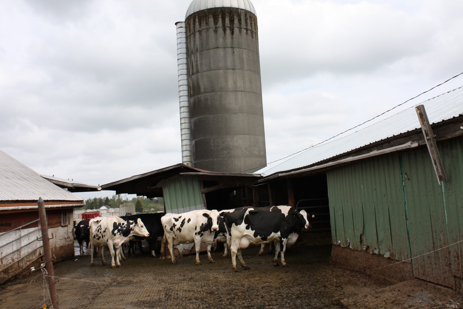 Seattle Tall Poppy: Farm Tour: Pleasant Valley Dairy and the Spring Cheeses