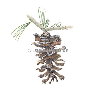 David Reynolds - Art