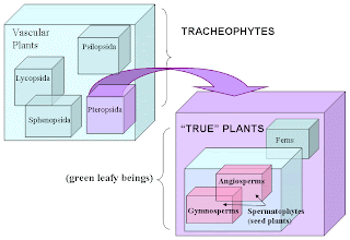 Foothills Fancies: My Kingdom for a Domain to Stand Upon