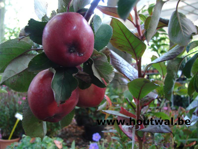 Inheems- en uitheems fruit: Roodvlezige appels zijn gezond!