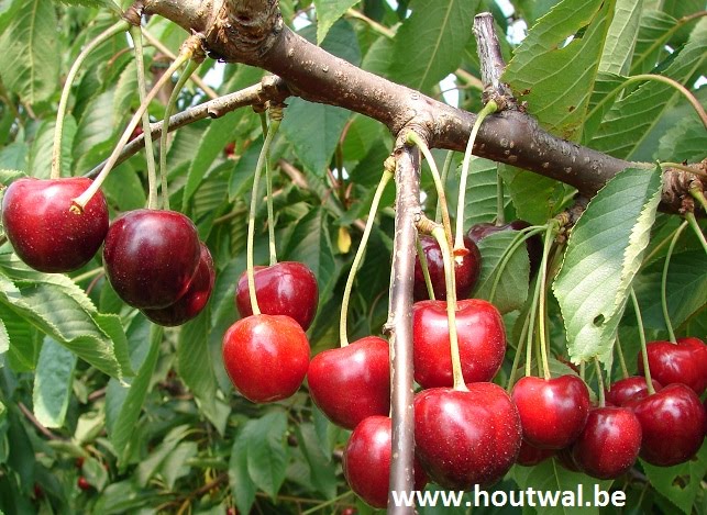 Inheems- en uitheems fruit: Kersenhappening en Dag van de kers op 8 ...