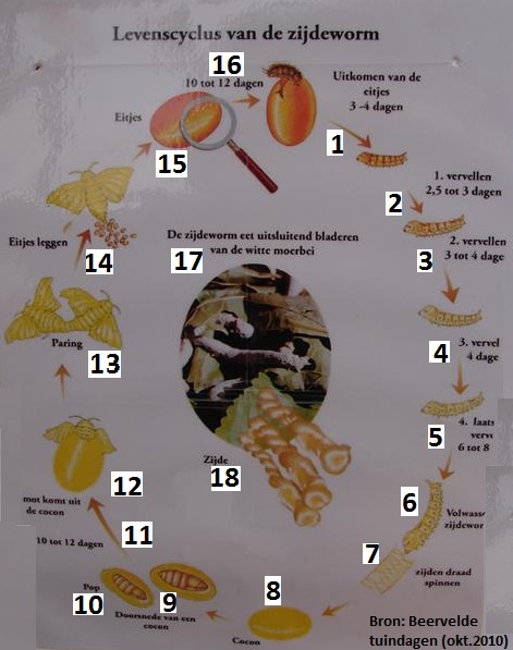 Inheems- en uitheems fruit: Zijderupsen op de witte moerbei.