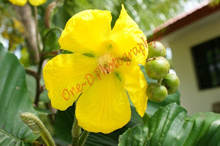 One~D Photography: Brunei National Flower - BUNGA SIMPOR (Dillenia ...