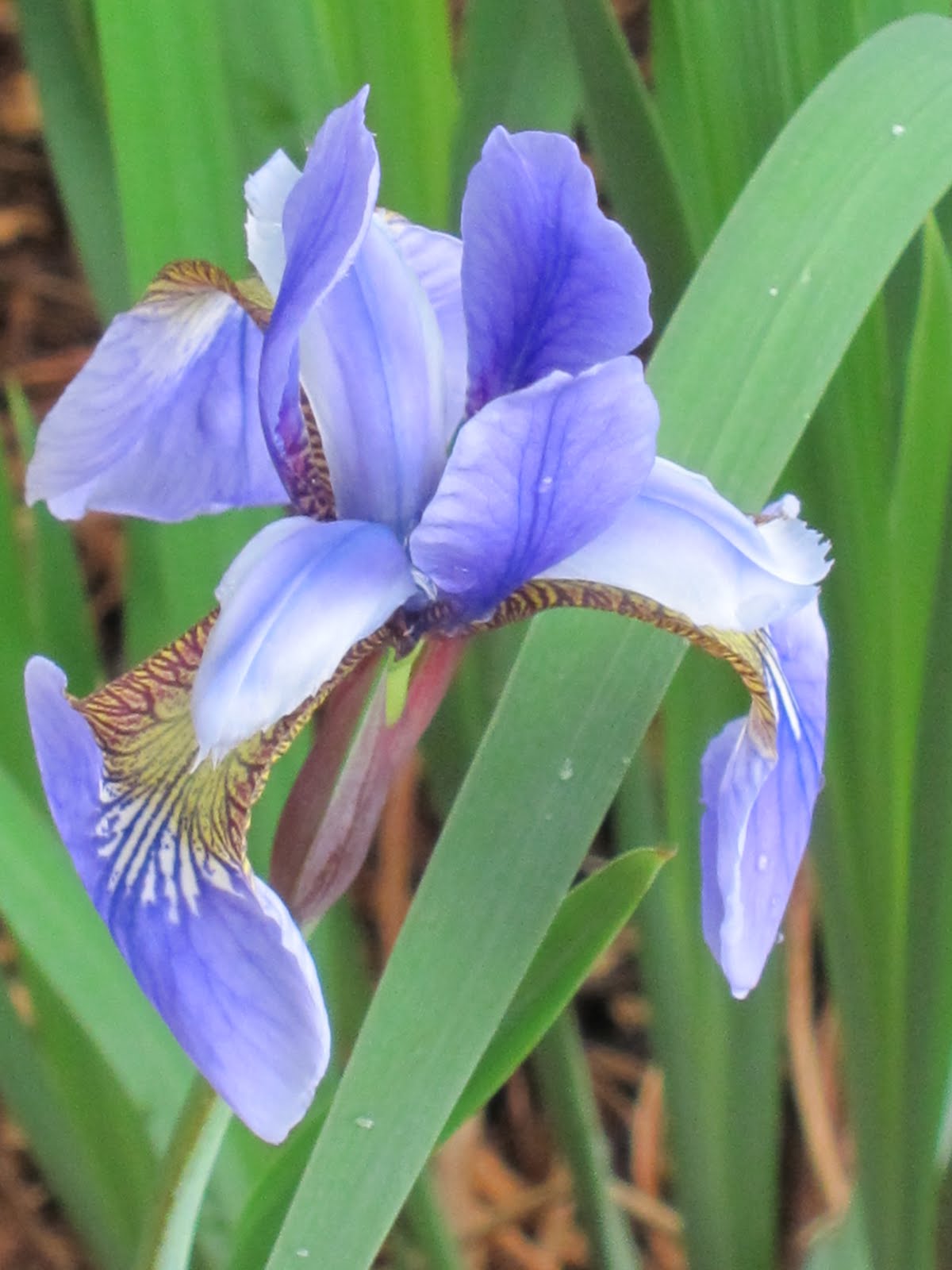 Bentobird: iris colors bento