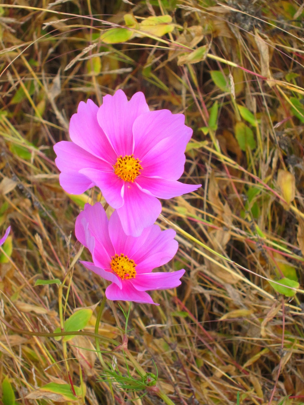 Bentobird: forest friends bento