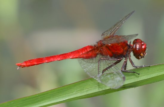 Odonata of Peninsular Malaysia: Rhodothemis rufa