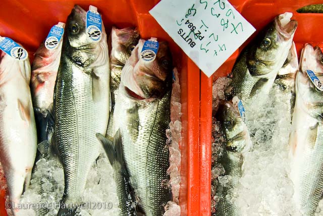 Through the Gaps! - Newlyn Fishing News: 01/11/10 - 01/12/10 Cornwall ...