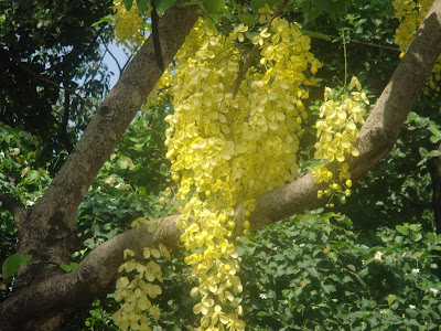 Terra farmer: The Indian Laburnum