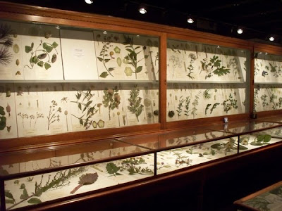 artifacts.: The Ware Collection of Glass Models of Plants