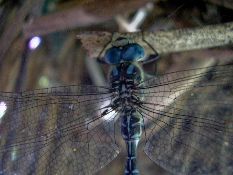Caliaeschna microstigma (Eastern Spectre) ~ NaturAnimalia