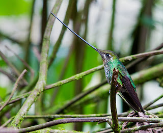 The Birds of Ecuador: Sword-billed Hummingbird – A Tropical Rainforest ...