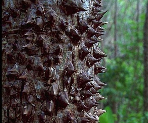 Welcome to FunnyDust: Dangerous trees (20 Photos)