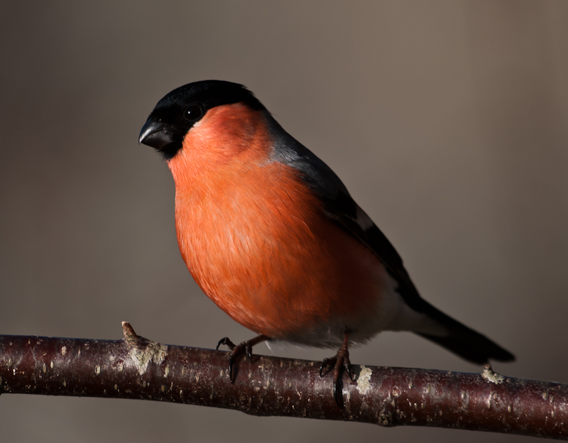 Magnus Jonas Fjell: Dompap