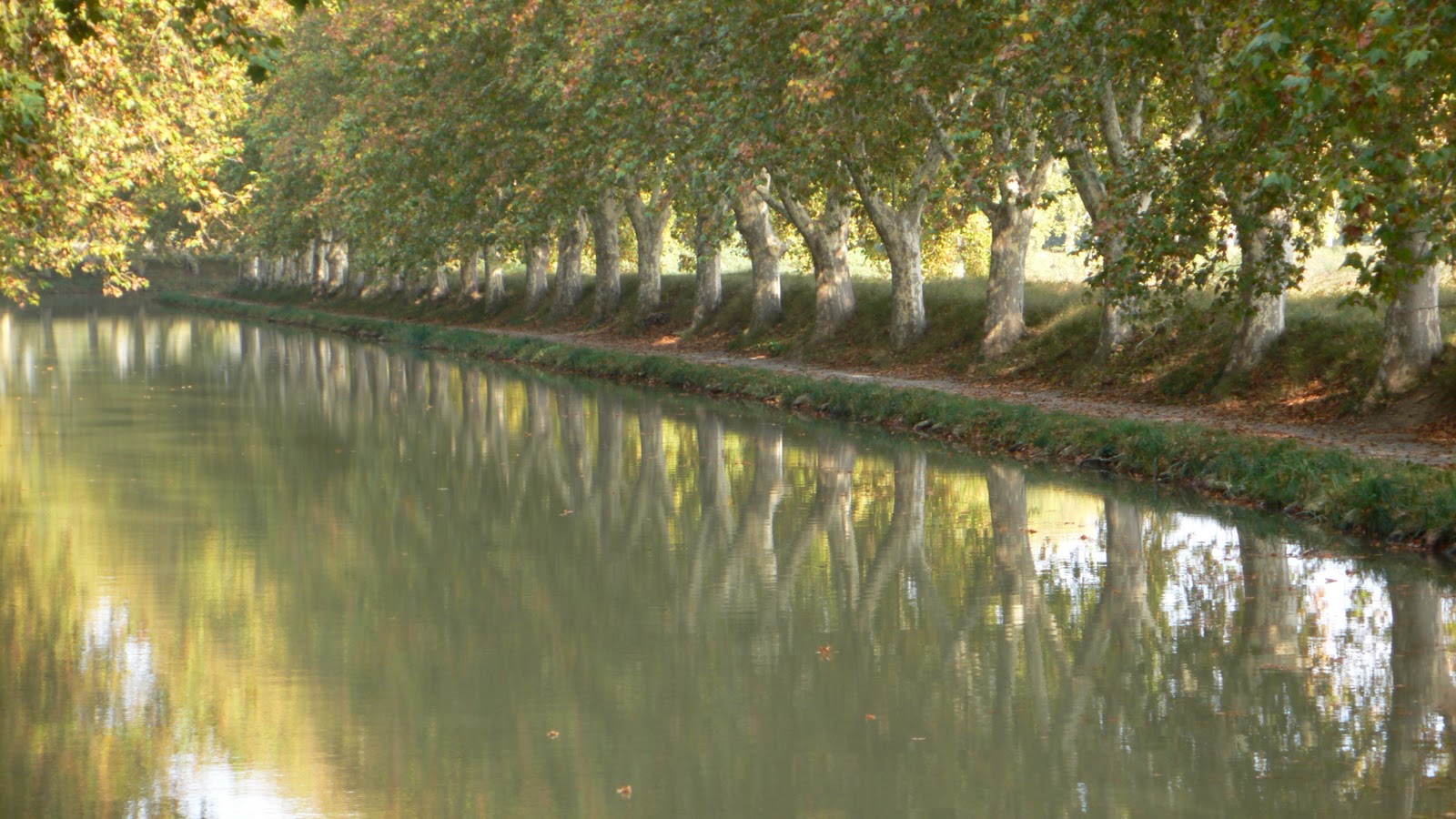 A French Education: FAVORITE FRENCH TREES IN PERIL