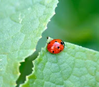 The Lady(Bug) of the Household: Happy Father's Day Hubby!