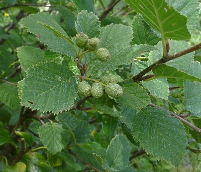 Зелена елша - Alnus viridis