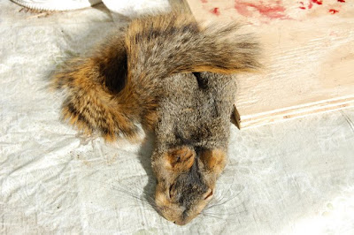 The Adventures of Annabelle and Elly May: Squirrel Skinning 101..