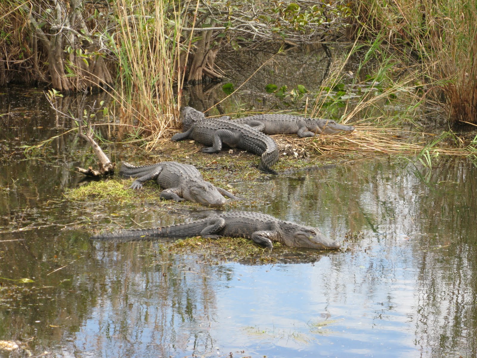 C2C: Everglades National Park