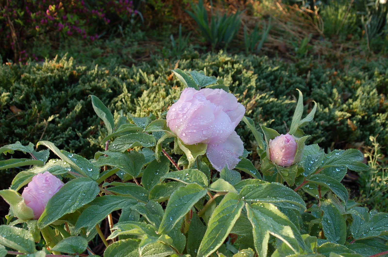 Mudan: Pink Mudan blooms in April