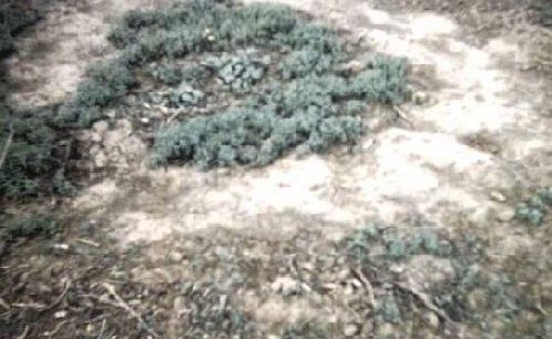 The Delphos, Kansas UFO Landing Ring