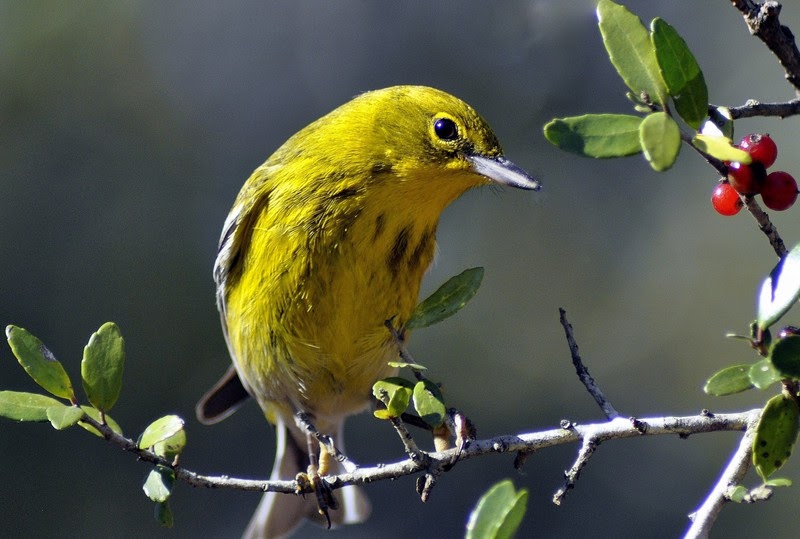 Phillip s Natural World Winter Birds Of Florida Phillip s Natural World Winter Birds Of Florida