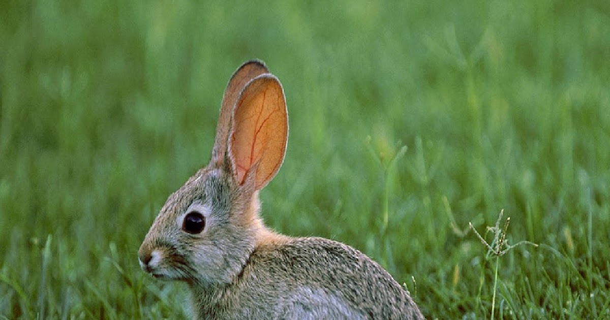 El universo de las mascotas: Cuidados básicos de las crías de conejos