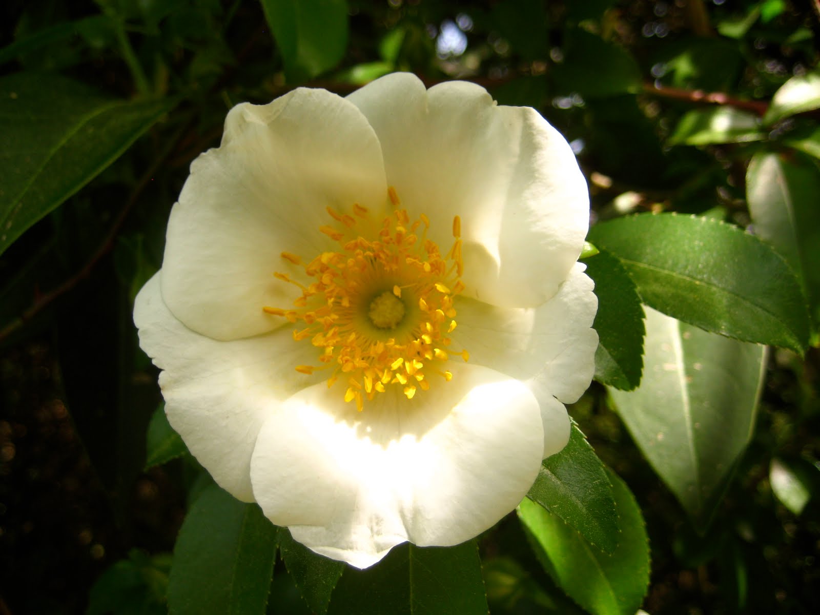 Such is Life Wisdom: Cherokee Rose