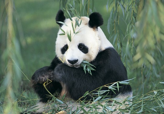 La nature en danger: Les Pandas géant de Chine en voie d'extinction