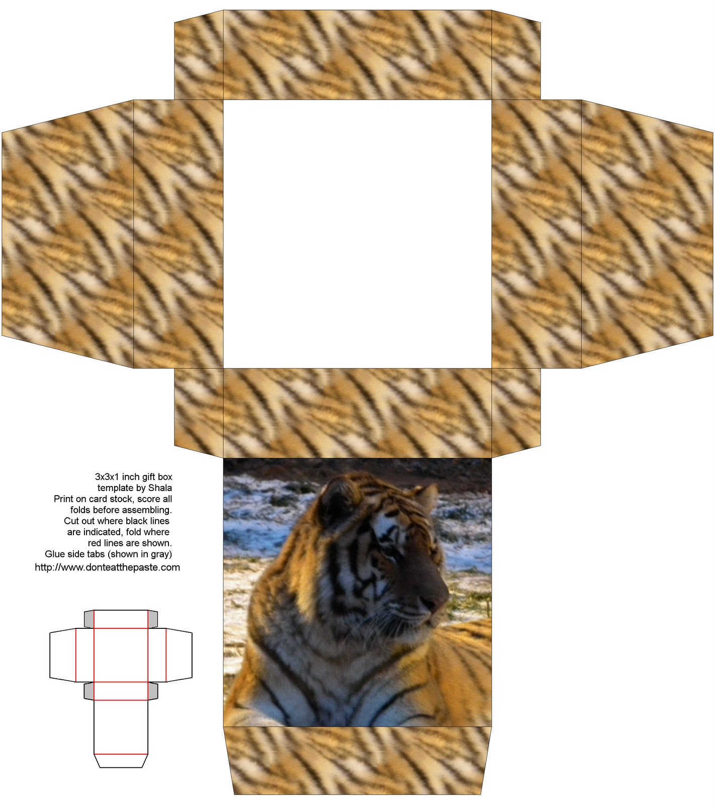 Don't Eat the Paste: Tiger Gift Box