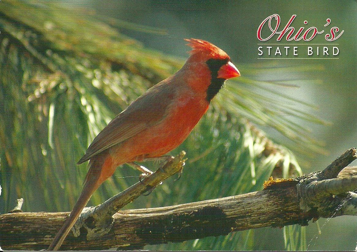 Projek Satu Dunia (One World Project)™: USA - Ohio - State Bird (1)
