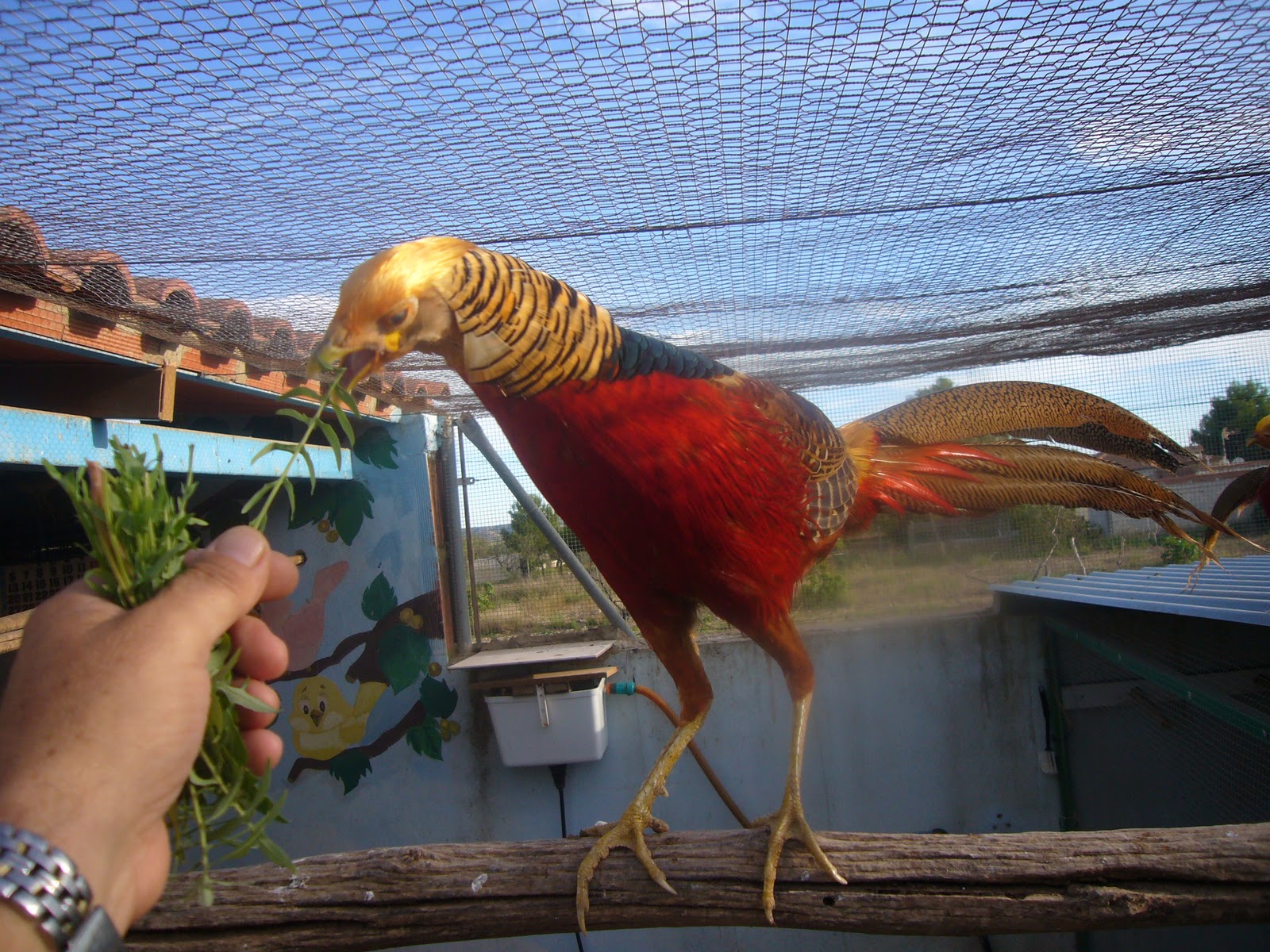 FAISANES JACIN: FAISAN DORADO