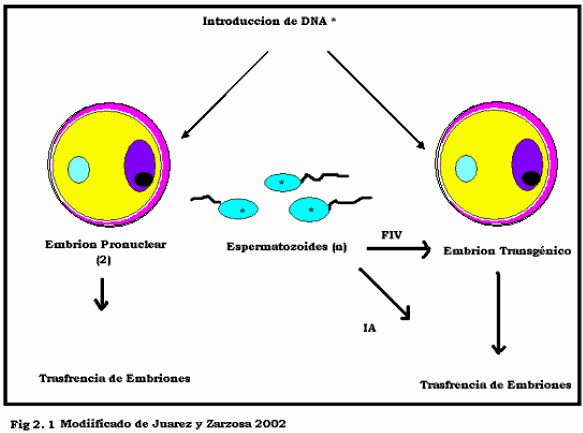 LA GENETICA MODERNA: usos de la modificacion genetica