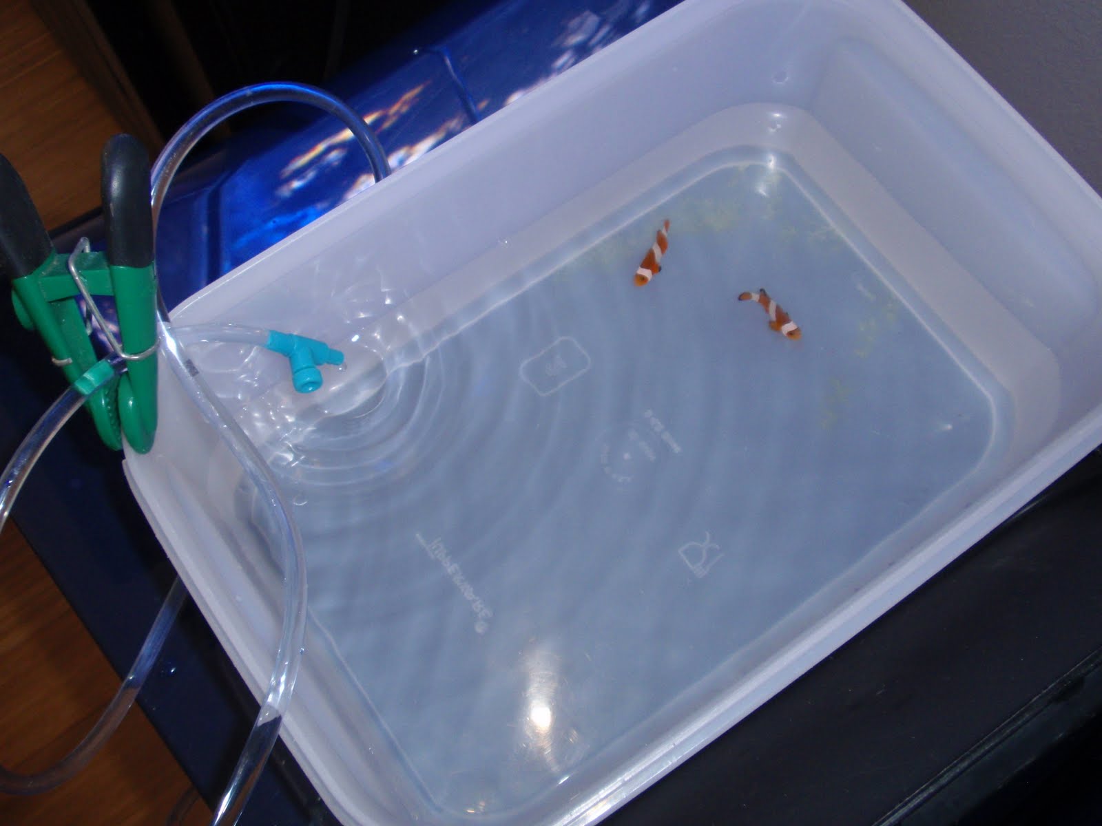 Trials and Tribulations of a Reef Aquarium: Acclimation of New Fish