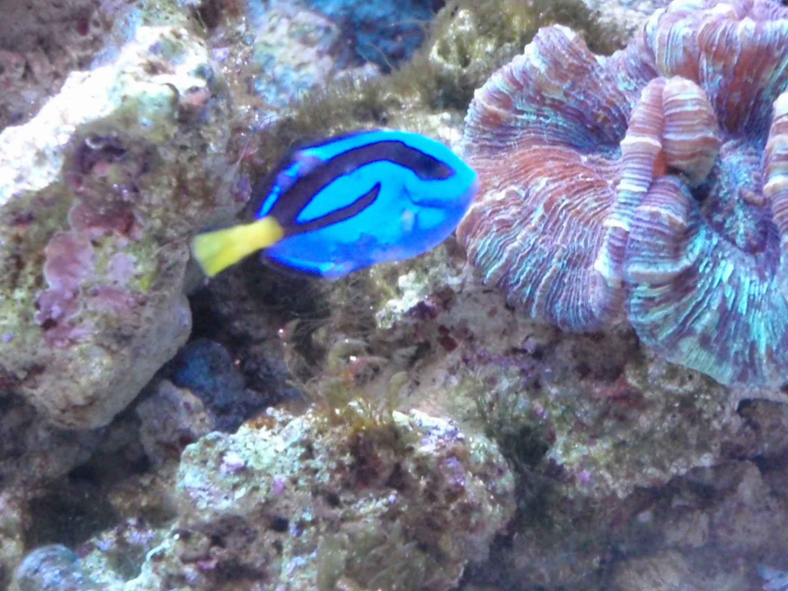 Trials and Tribulations of a Reef Aquarium: Help! Sick Fish. Lymphocystis?