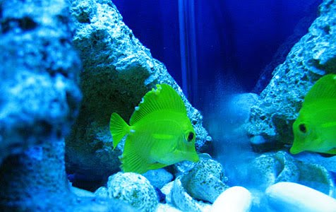 Trials and Tribulations of a Reef Aquarium: Help! Sick Fish. Lymphocystis?