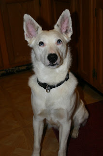 Deaf Animal Row: Deaf White German Shepherd in Ohio Needs a Home!