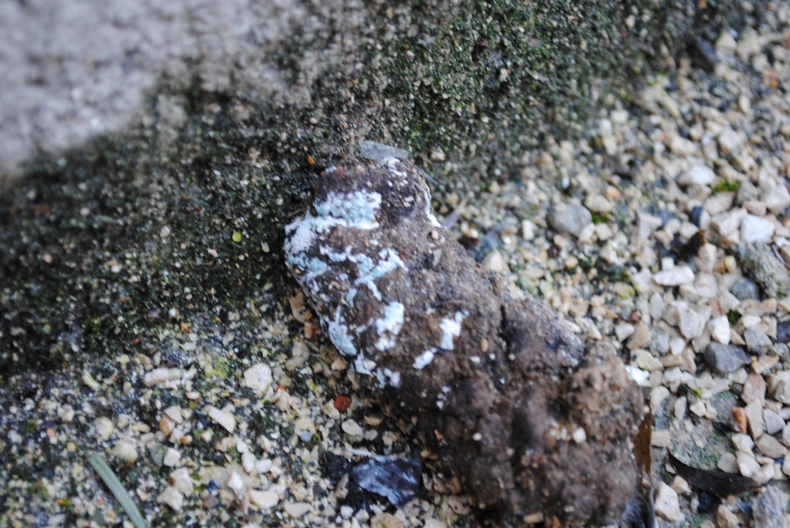 SUR LES CROTTOIRS DE DOLE: La crotte qui se prend pour Mickaël Jackson