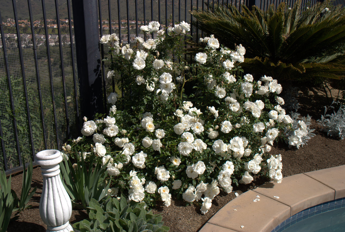 Organic Garden Dreams: Rose of the Month: 'Iceberg'