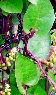 Pinoy - Negosyo - Techs: Farming Alugbati