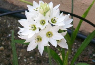 El Mundo de las Plantas de iherba : Estrella de Belen (Ornithogalum ...