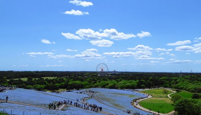 Travel Education: Hitachi Garden .. Beautiful Destination In Japan